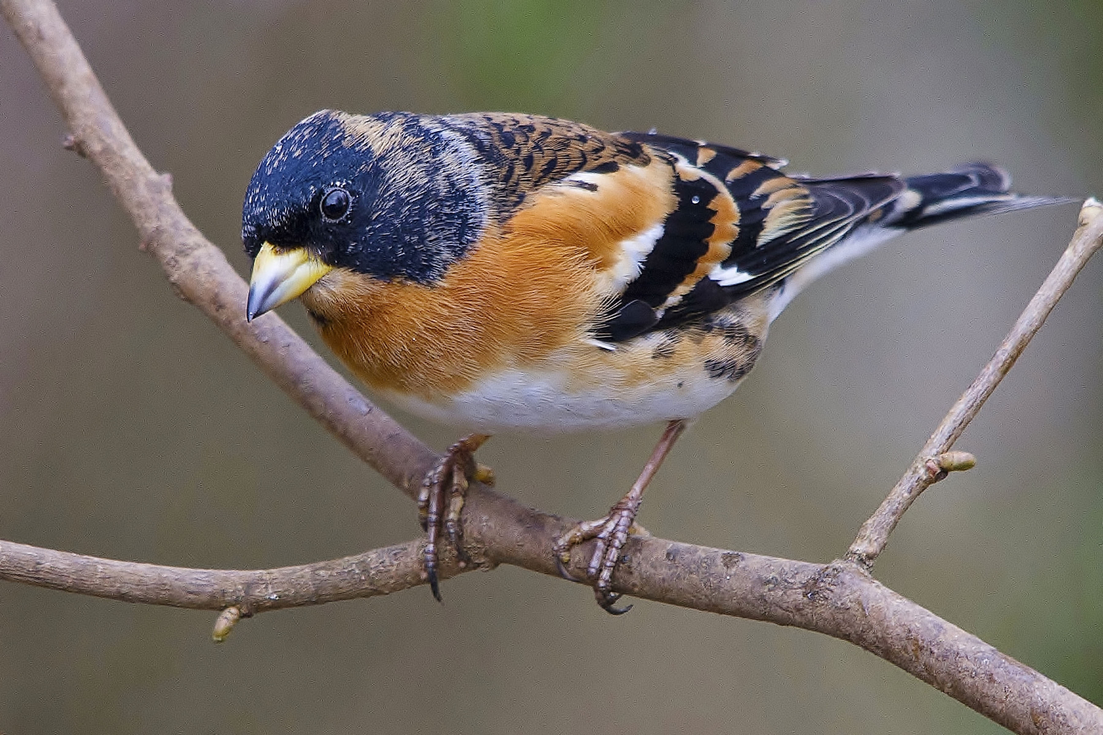 Brambling by Clive daelman - BirdGuides