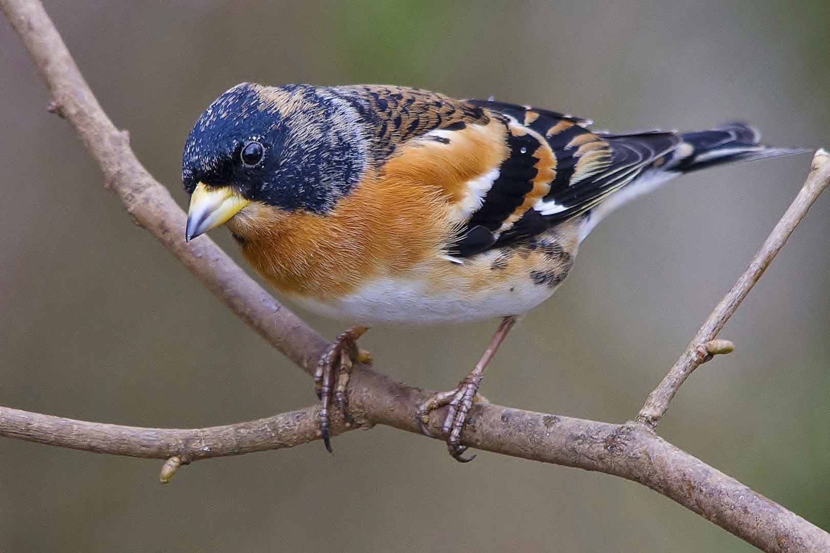 Brambling by Clive daelman - BirdGuides