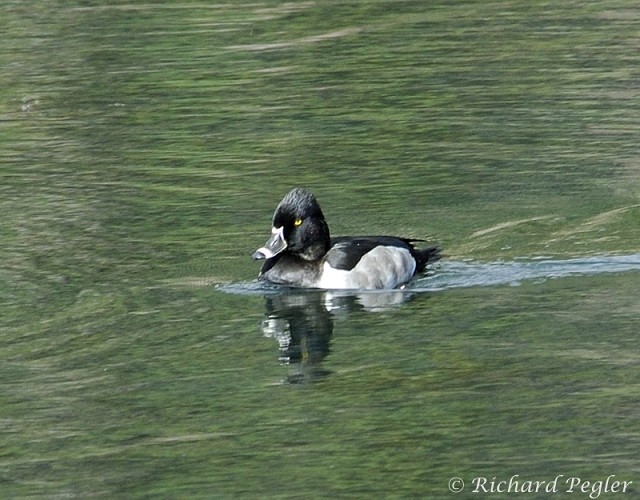 Ring-necked Duck by Richard Pegler - BirdGuides