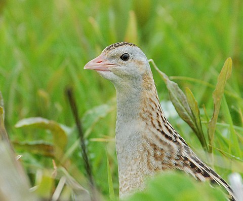 Details : Corncrake - BirdGuides