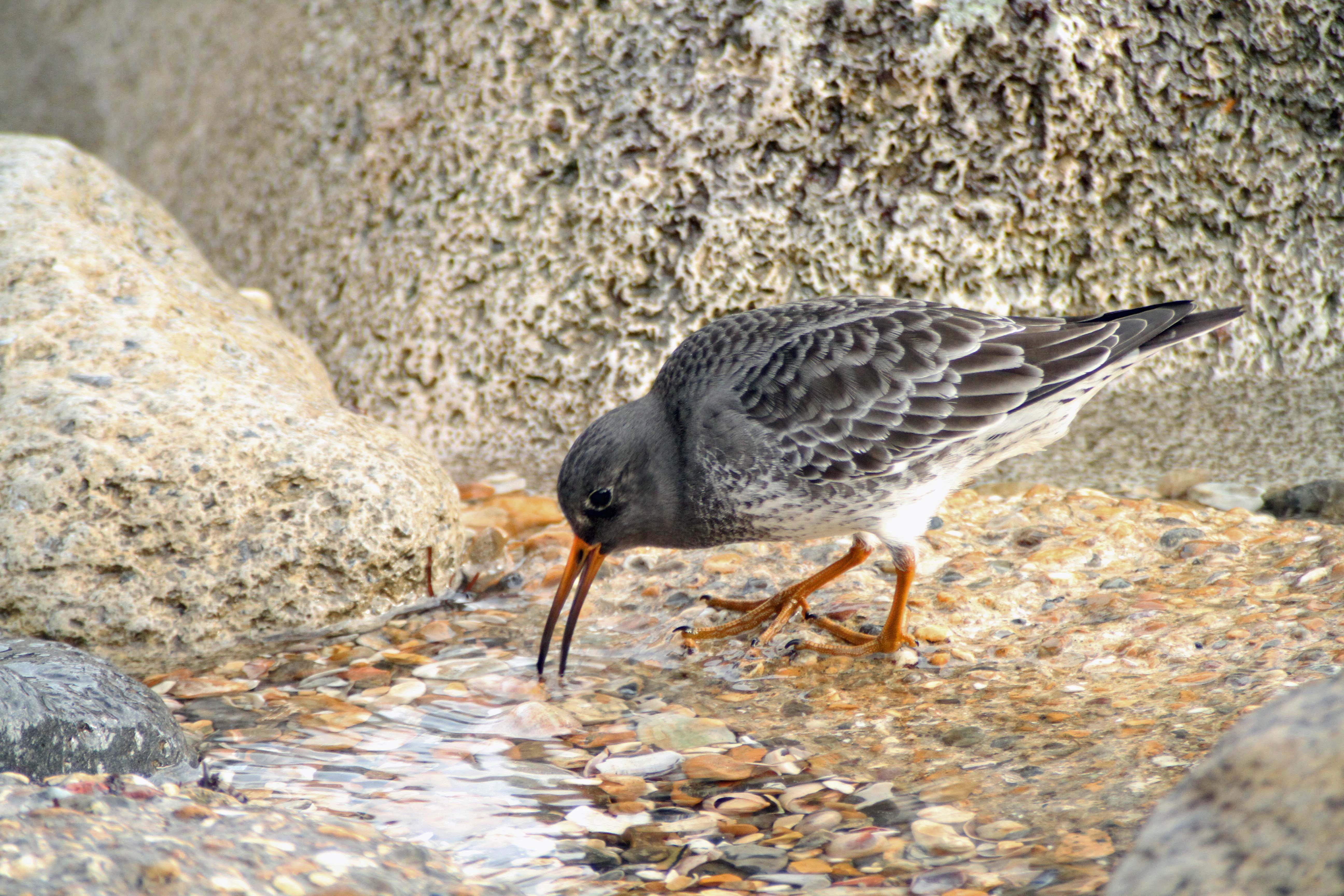 Details : Purple Sandpiper - BirdGuides