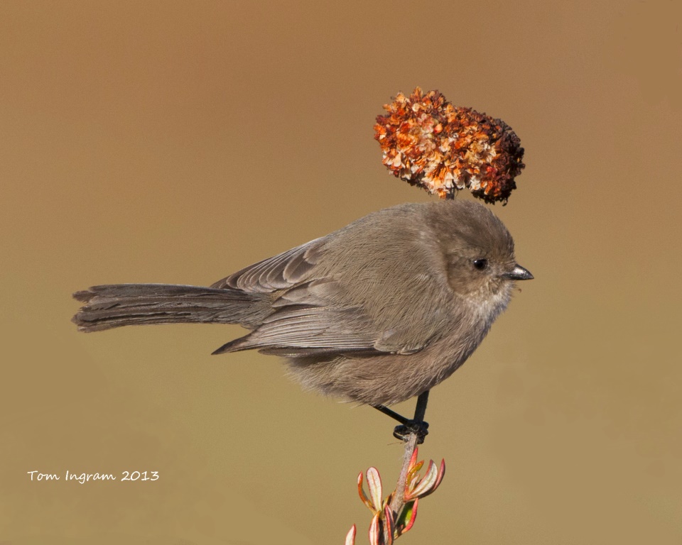 Details : American Bushtit - BirdGuides