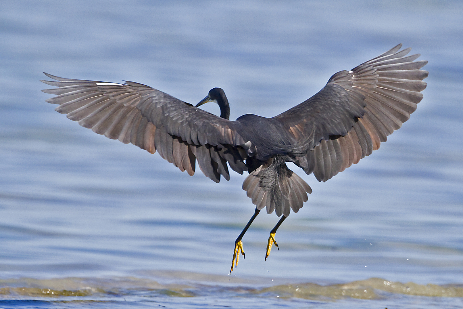 Details : Dimorphic Egret - BirdGuides