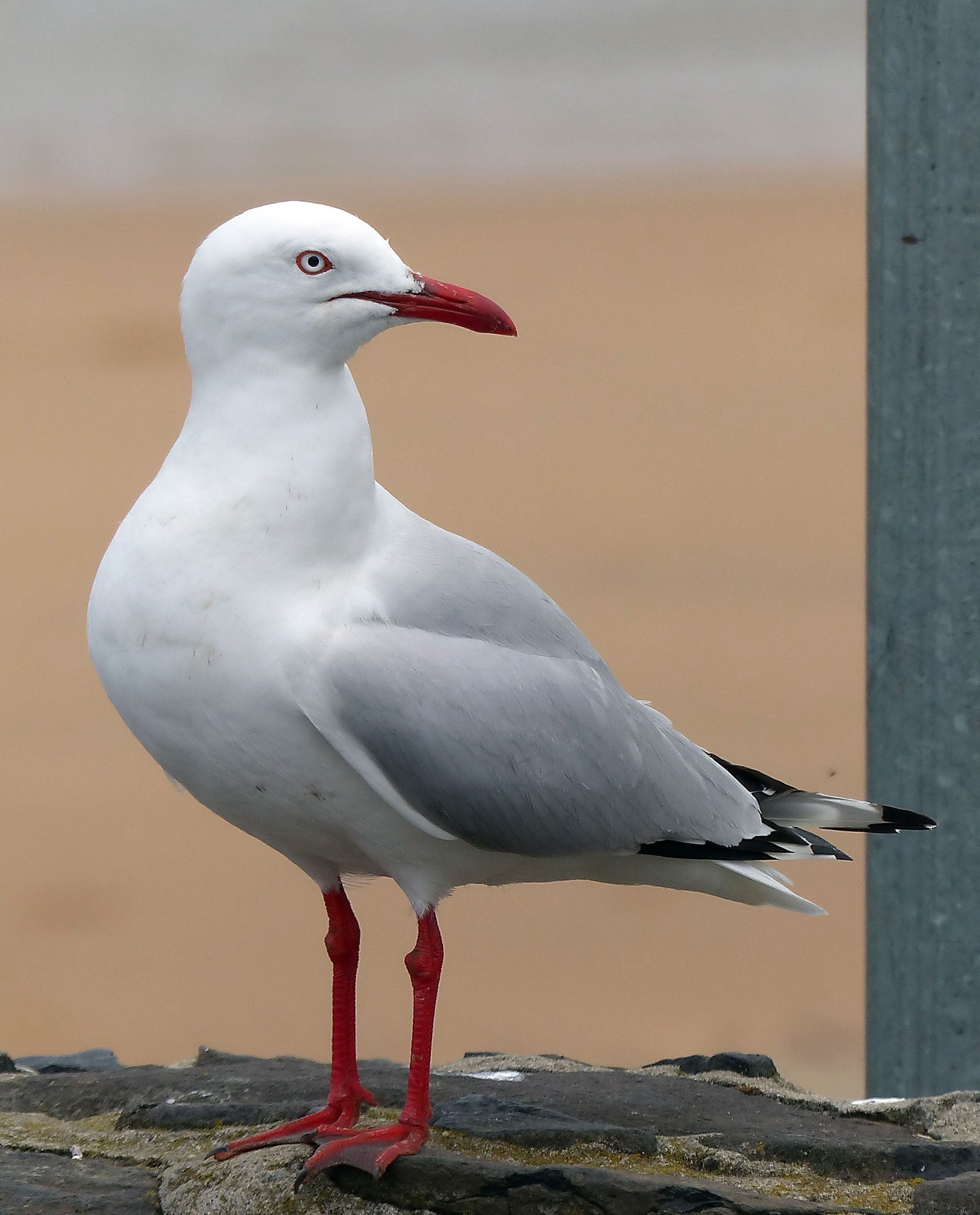 Details : Silver Gull - BirdGuides