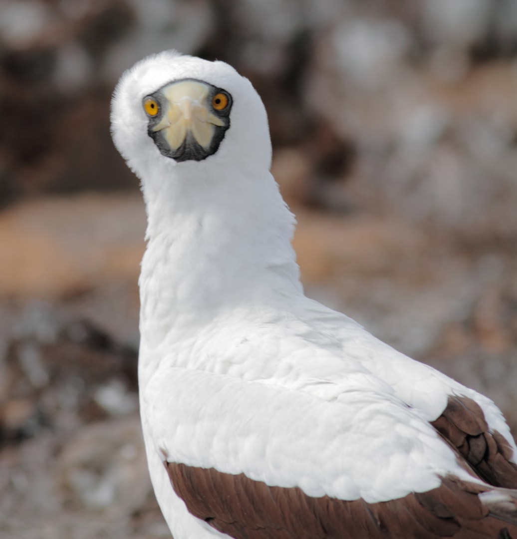 Masked Booby by Jim P - BirdGuides