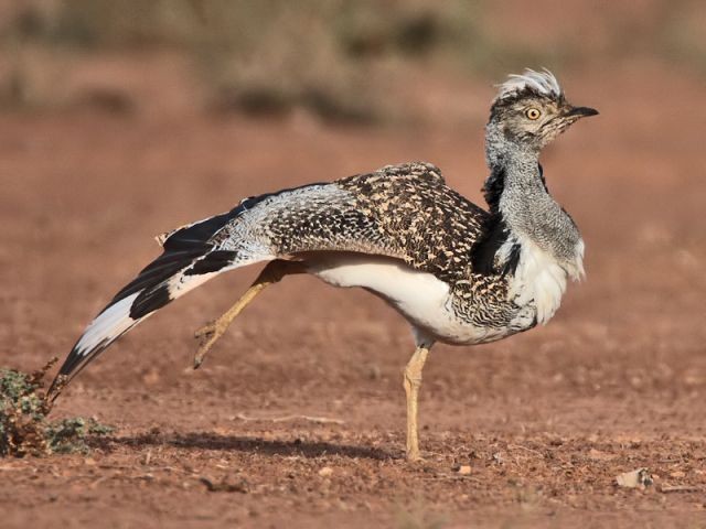 Details : Houbara Bustard - BirdGuides