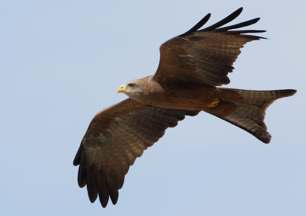 Details : Yellow-billed Kite - BirdGuides