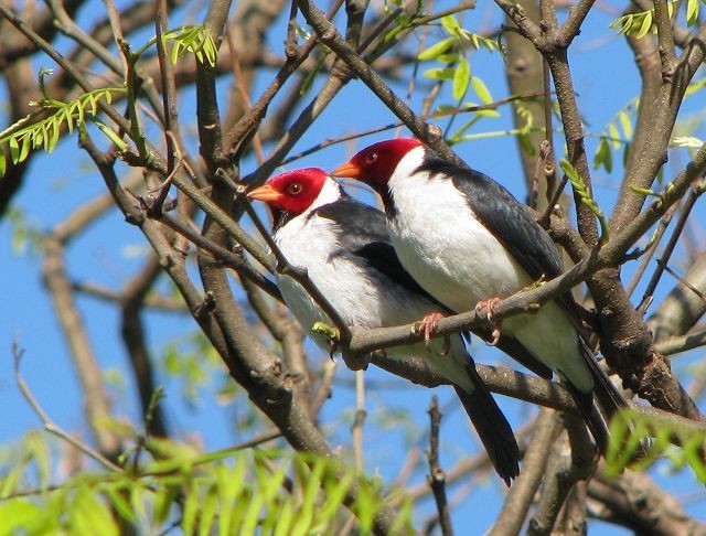 Details : Yellow-billed Cardinal - BirdGuides