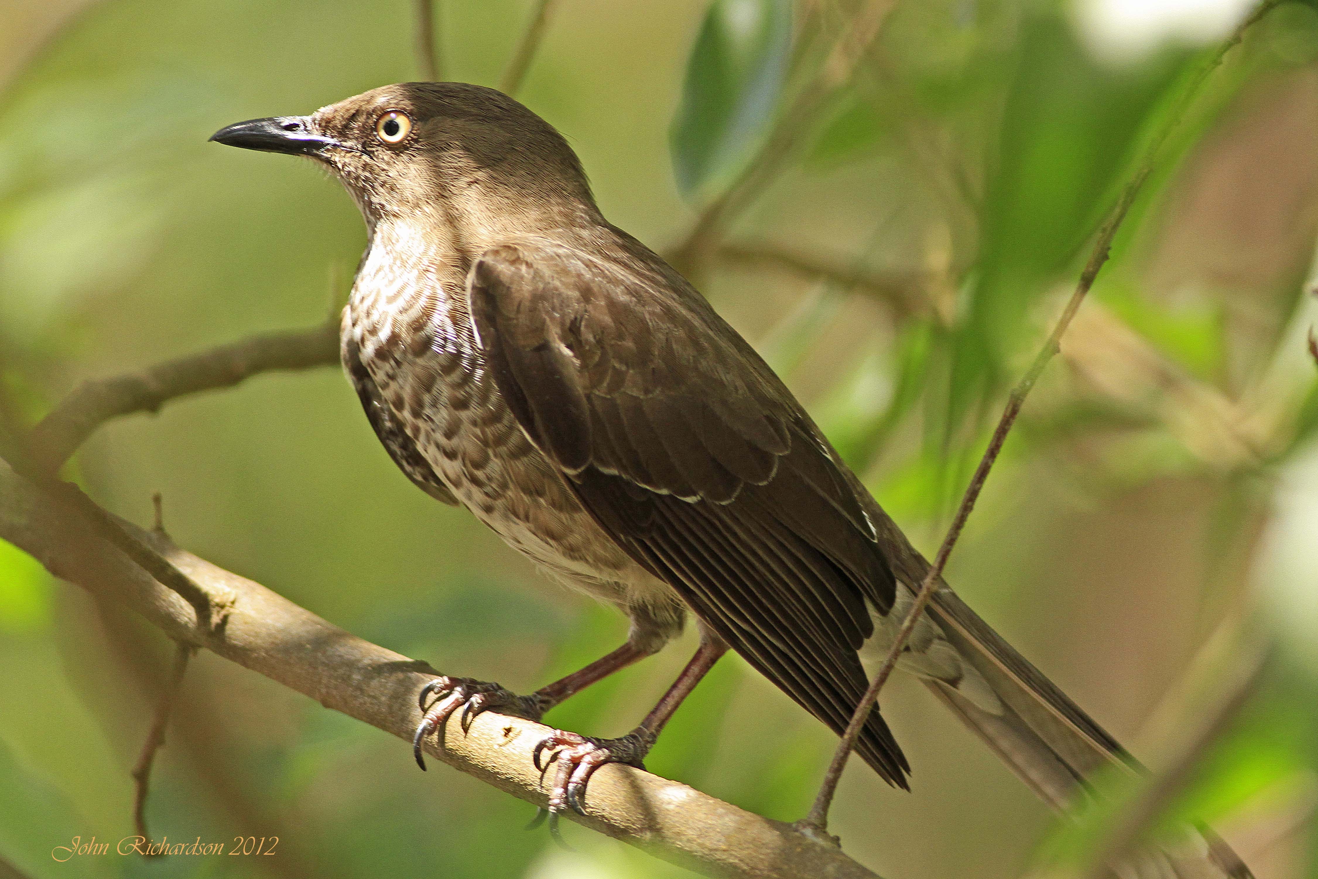 Details : Scaly-breasted Thrasher - BirdGuides