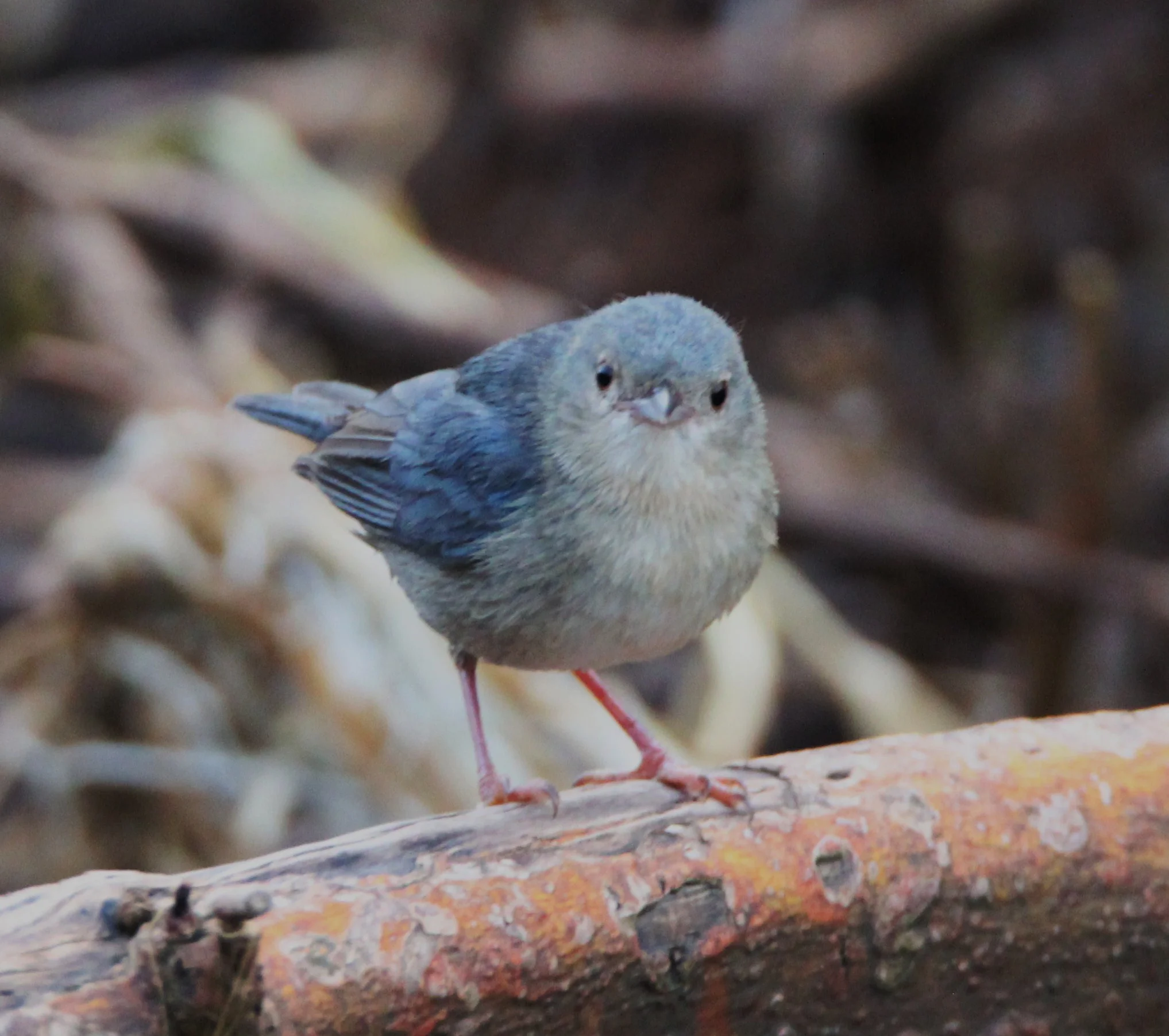 Details : Bicoloured Conebill - BirdGuides