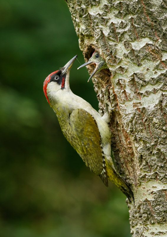 Details : Green Woodpecker - BirdGuides