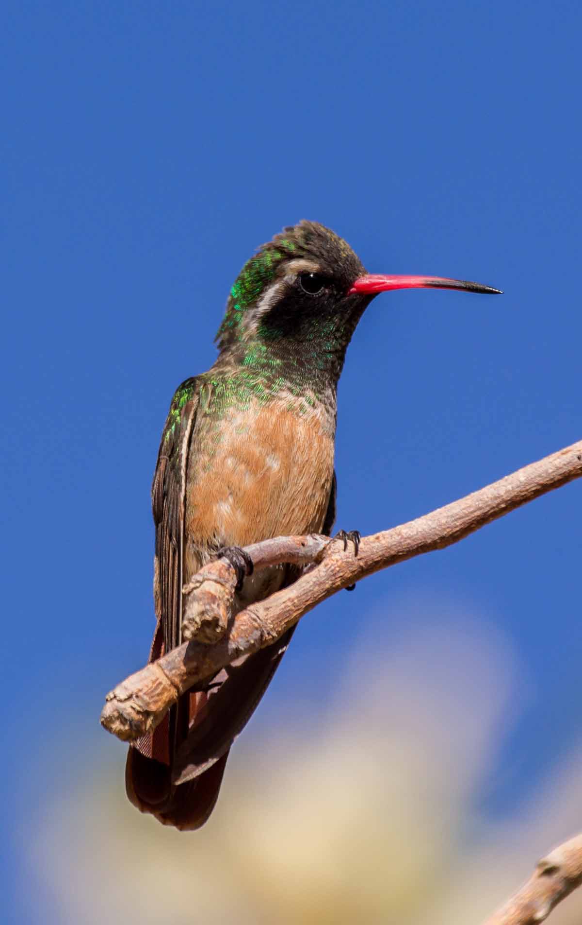 Details : Xantus's Hummingbird - BirdGuides