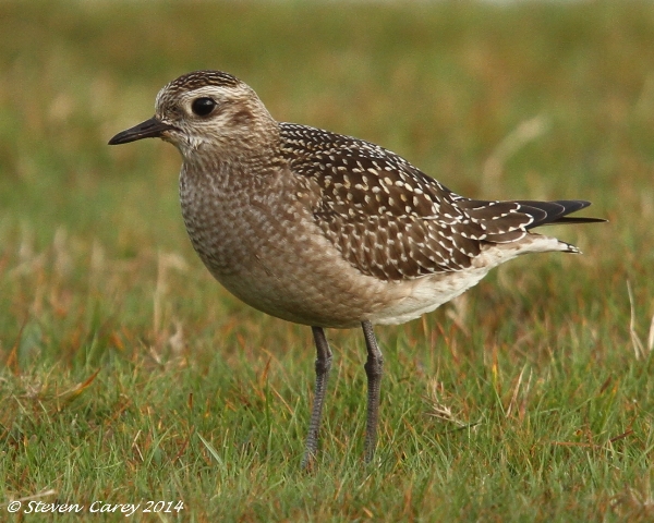 Details : American Golden Plover - BirdGuides