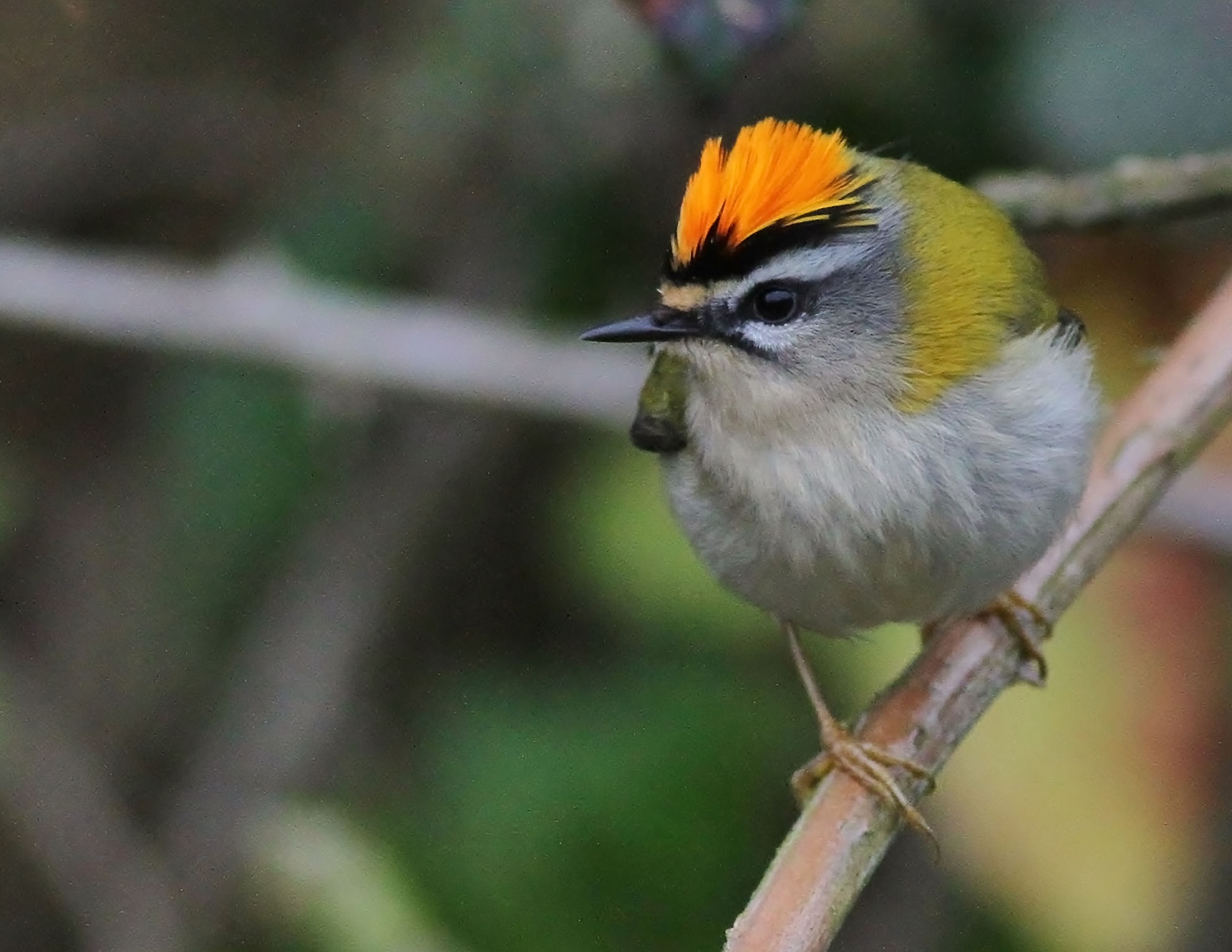 Details : Firecrest - BirdGuides