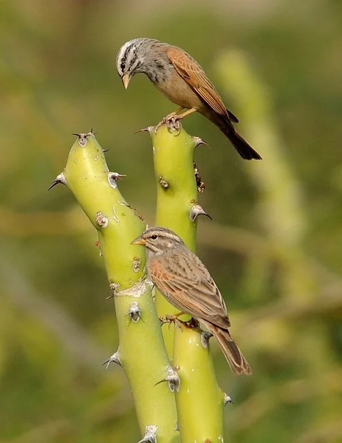 Details : House Bunting - BirdGuides
