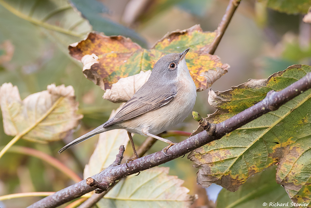 Details : Subalpine warbler sp - BirdGuides