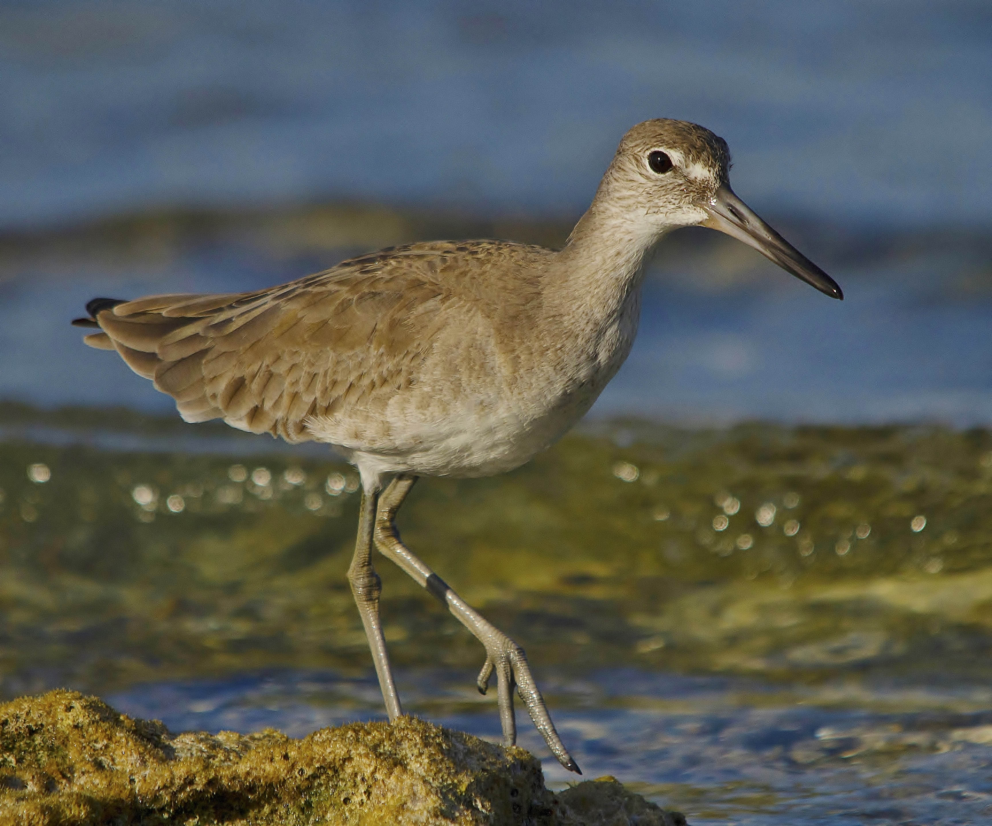 Details : Willet - BirdGuides