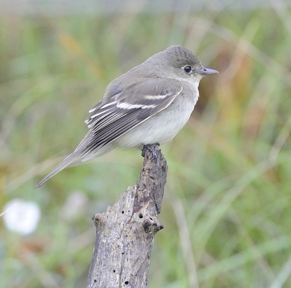 Why I'm sure the Blakeney flycatcher was an Alder - BirdGuides