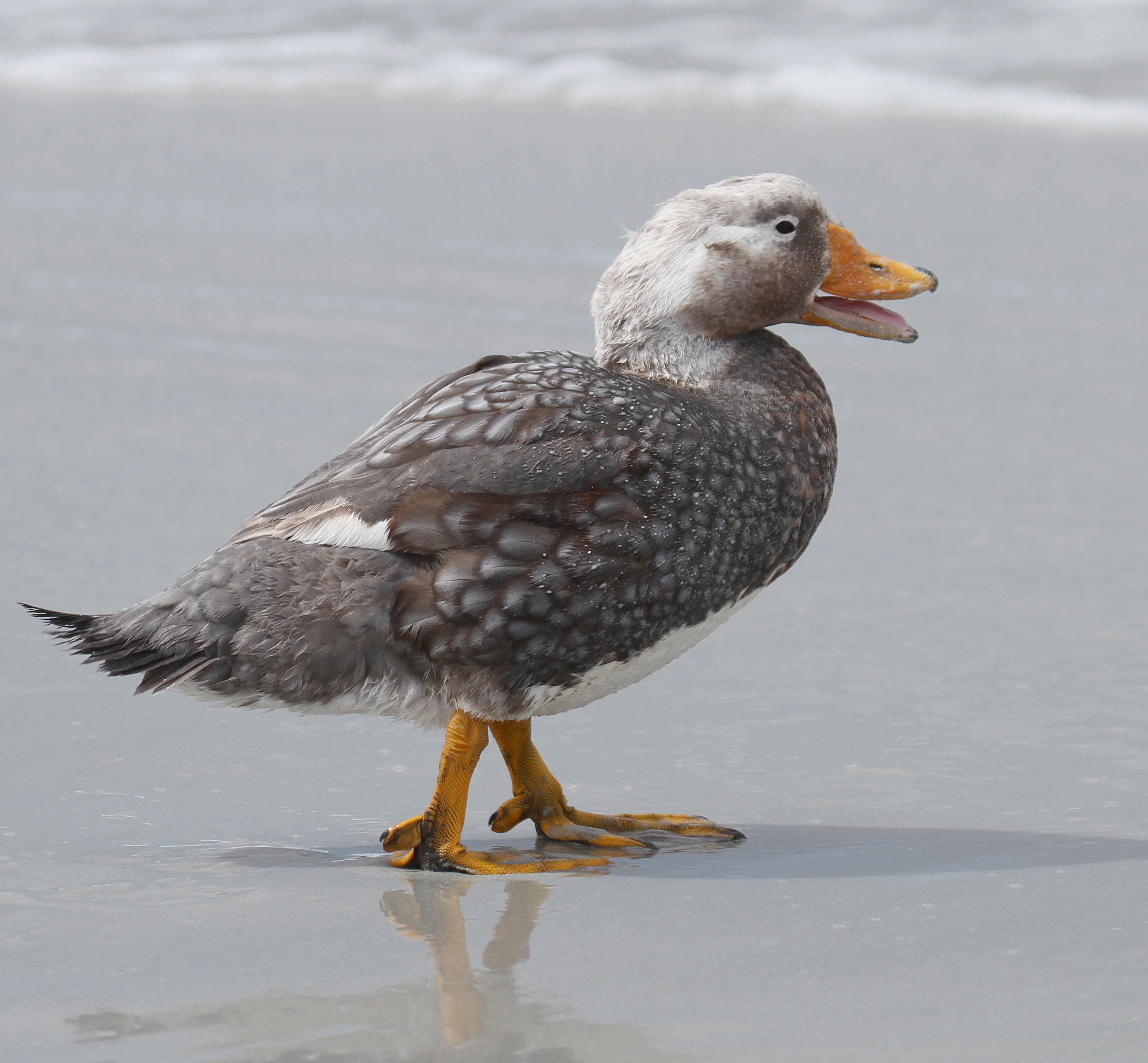Details : Falkland Steamer Duck - BirdGuides