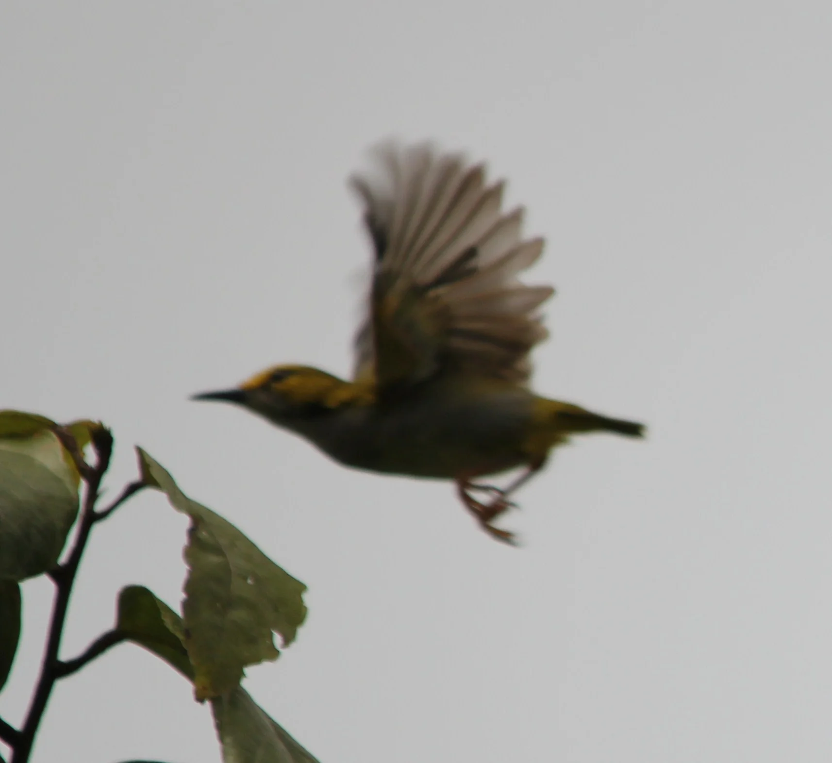 Details : Yellow-browed Camaroptera - BirdGuides
