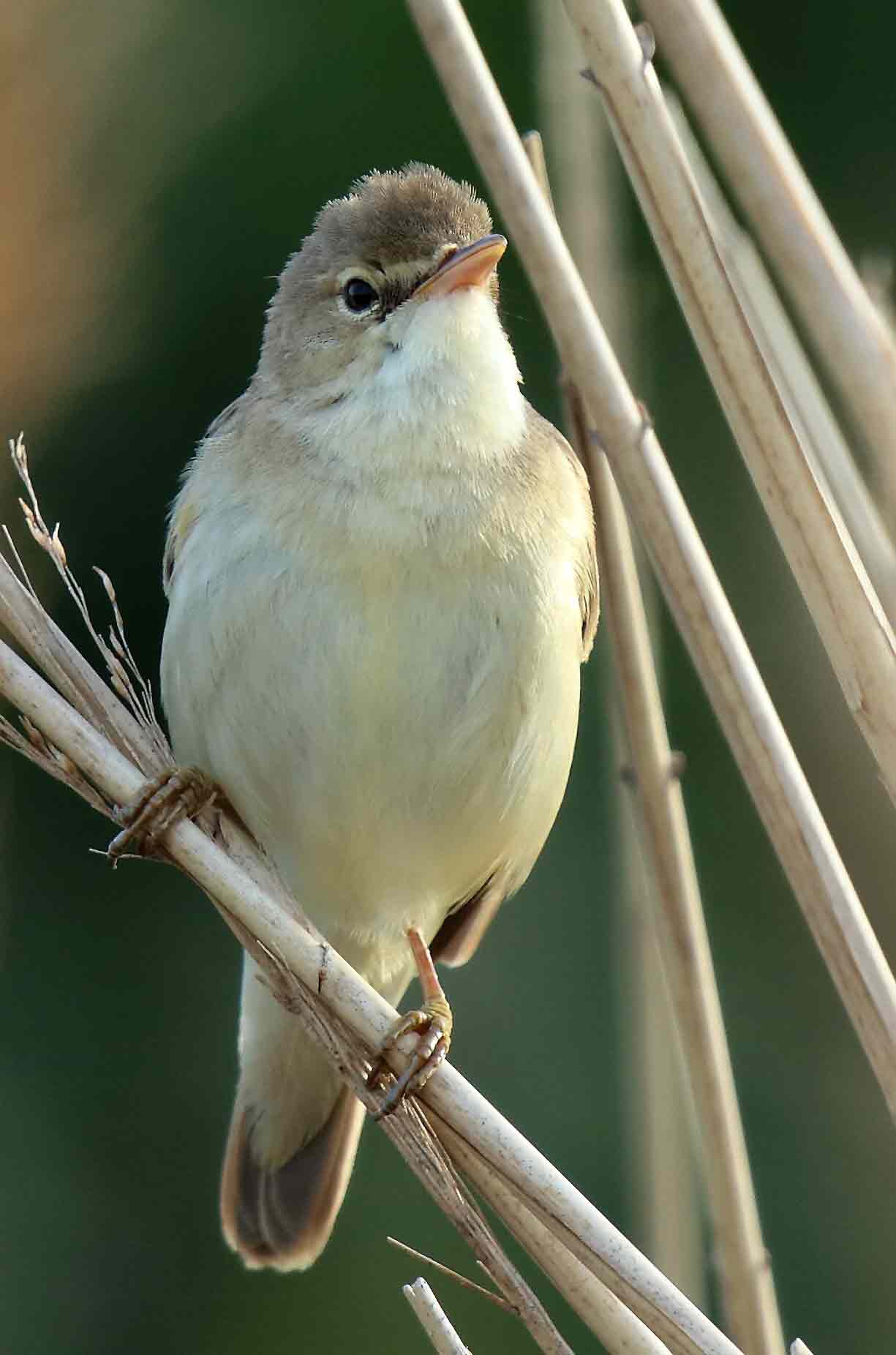 Details : Marsh Warbler - BirdGuides