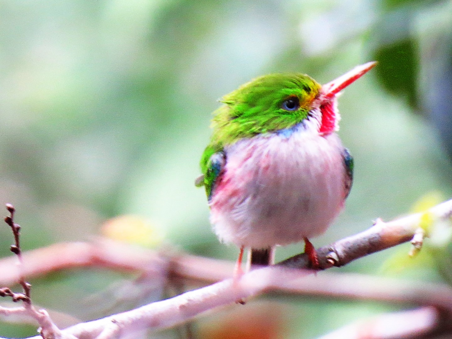 Cuban Tody by Craig Lewis - BirdGuides