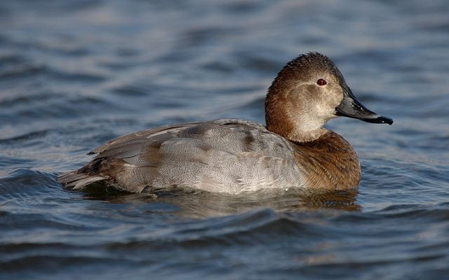 Details : Common Pochard - BirdGuides