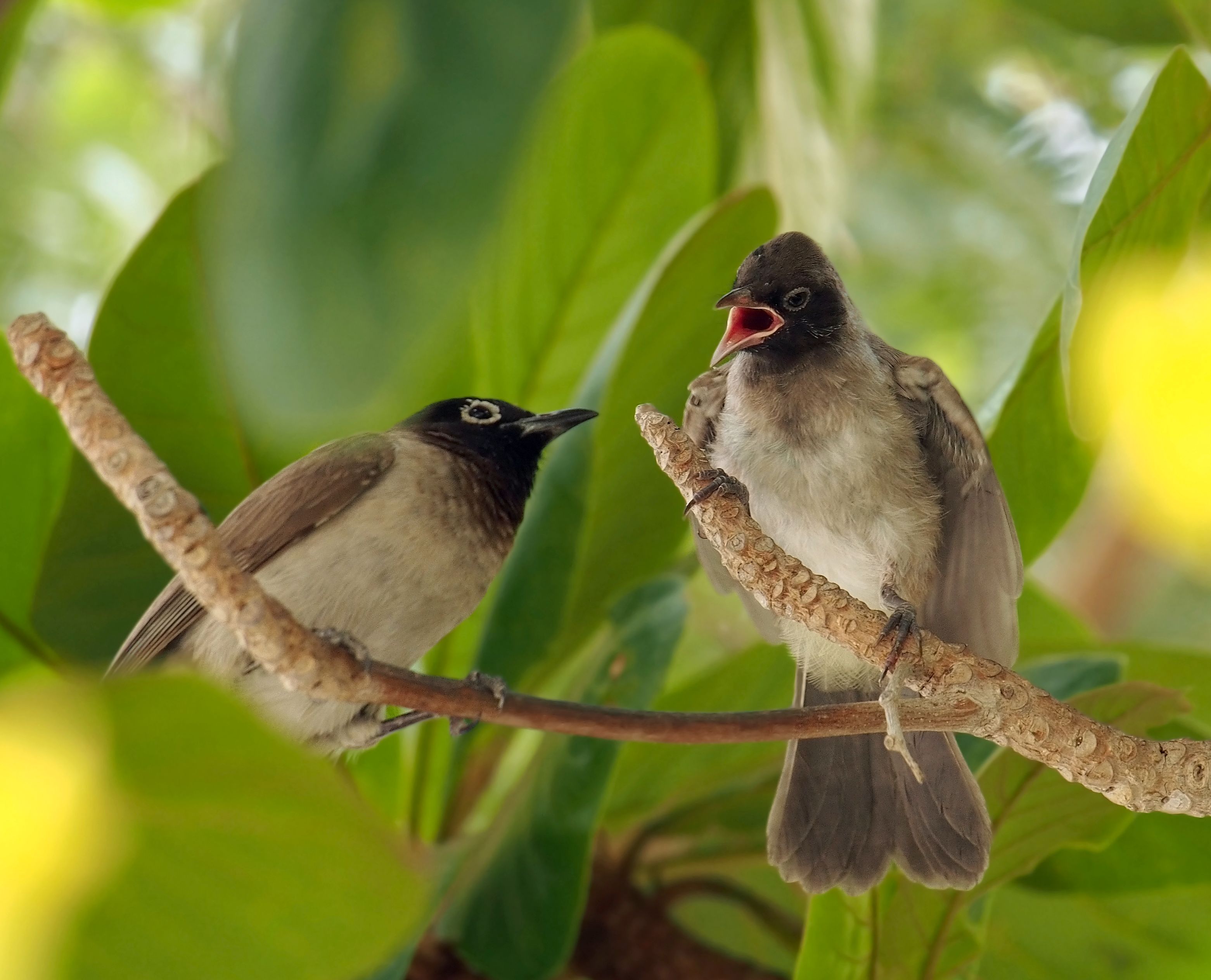 Details : White-spectacled Bulbul - BirdGuides