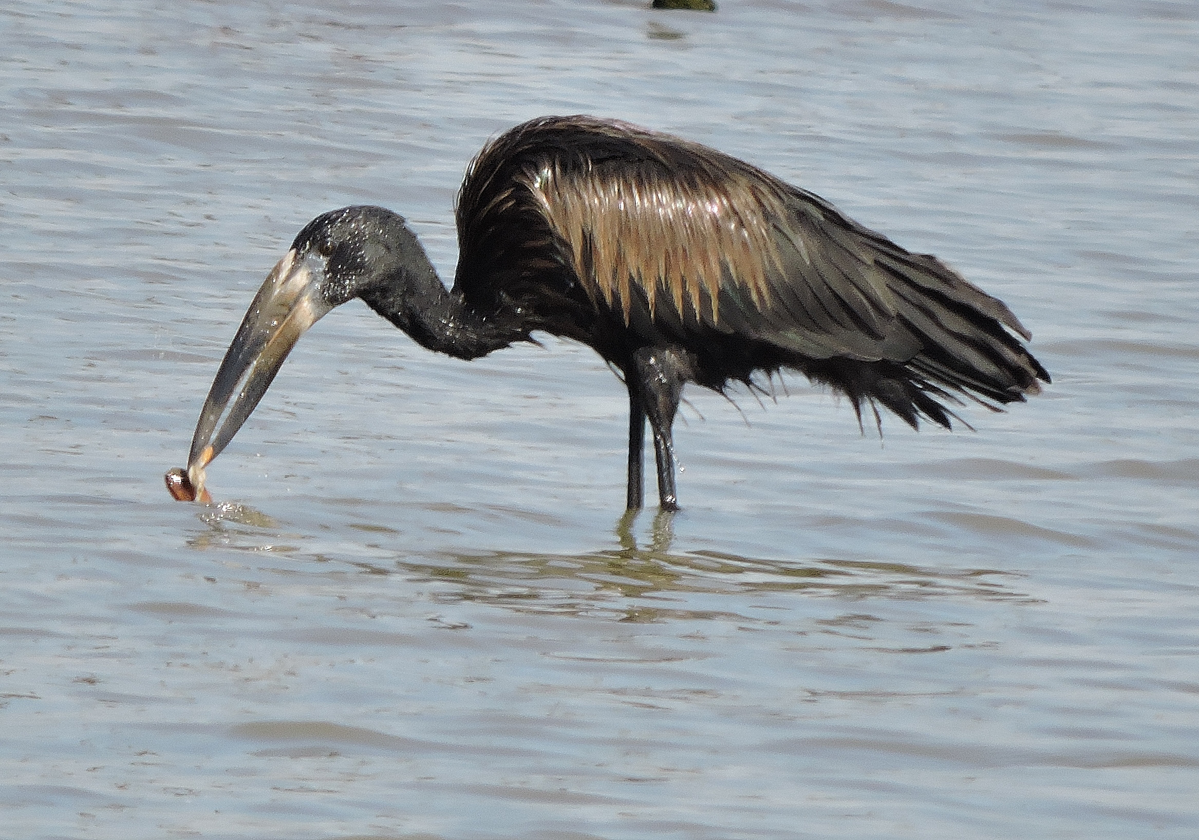 Details : African Openbill - BirdGuides