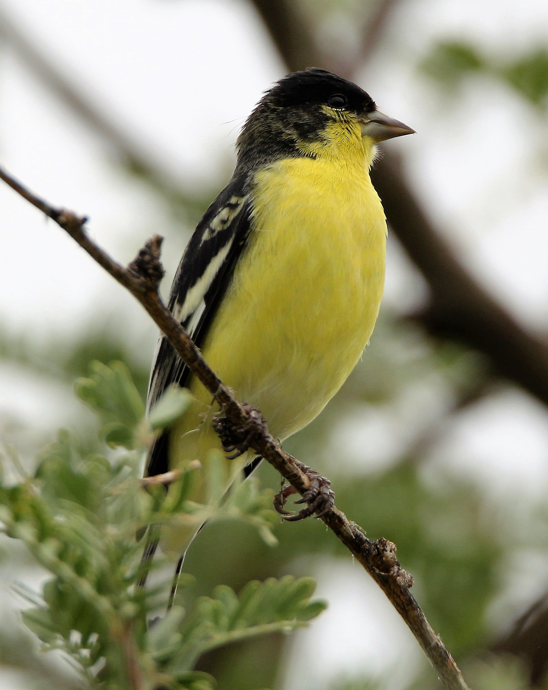 Details : Lesser Goldfinch - BirdGuides