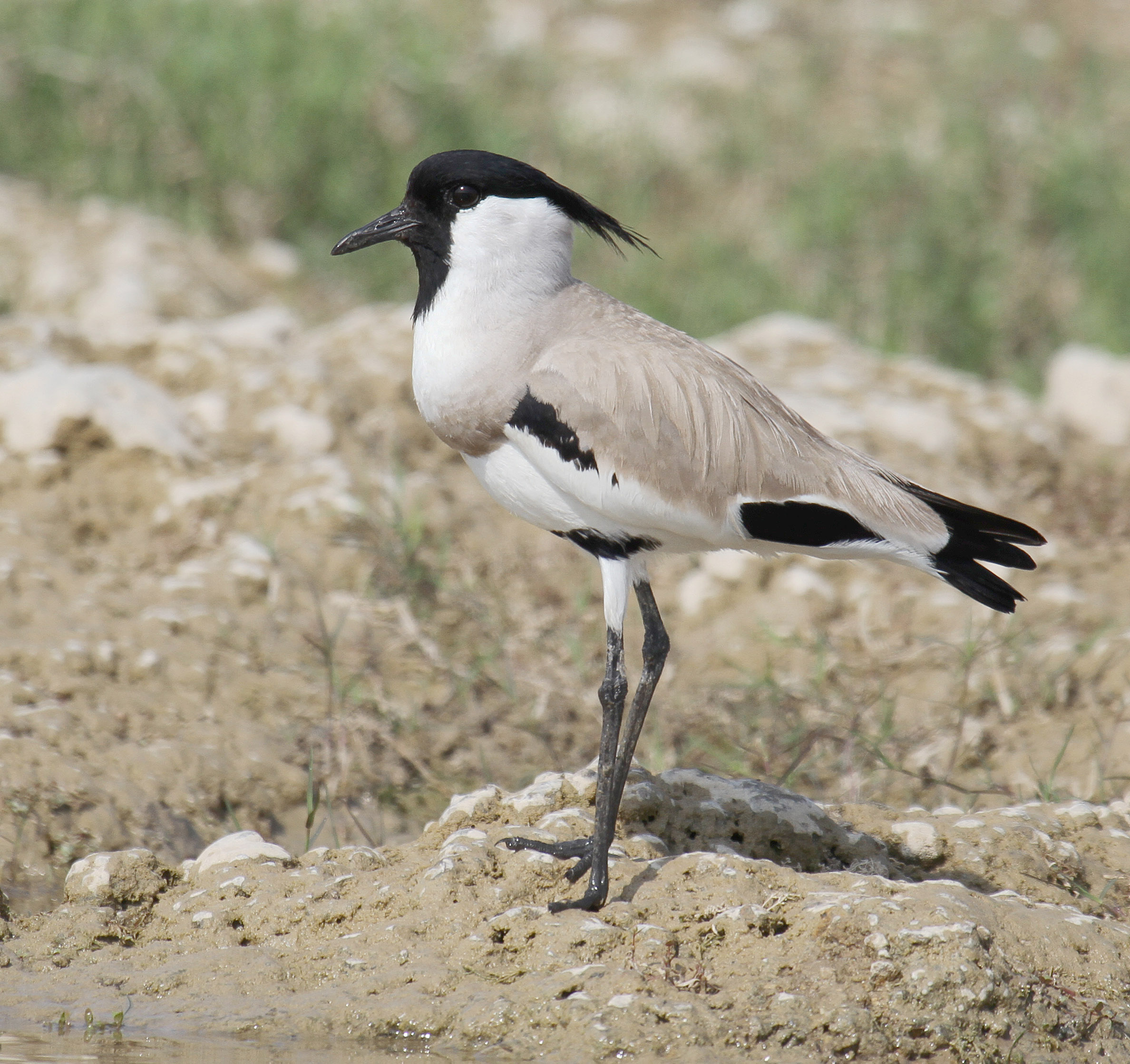 Details : River Lapwing - BirdGuides