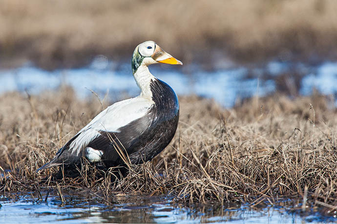 Details : Spectacled Eider - BirdGuides