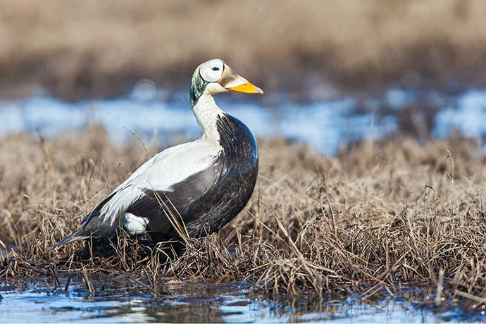 Details : Spectacled Eider - BirdGuides
