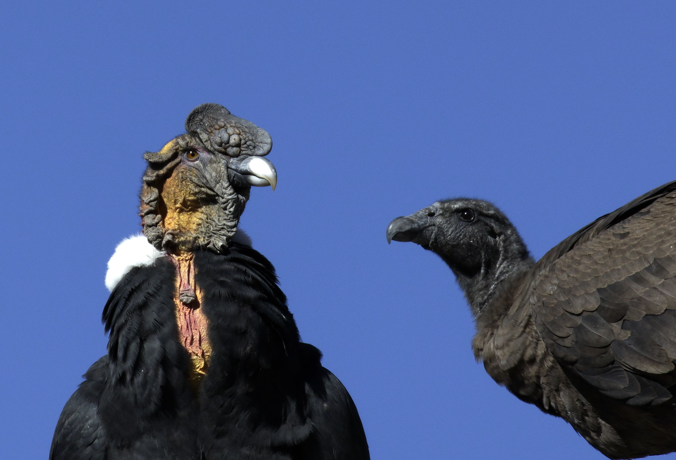 Details : Andean Condor - BirdGuides