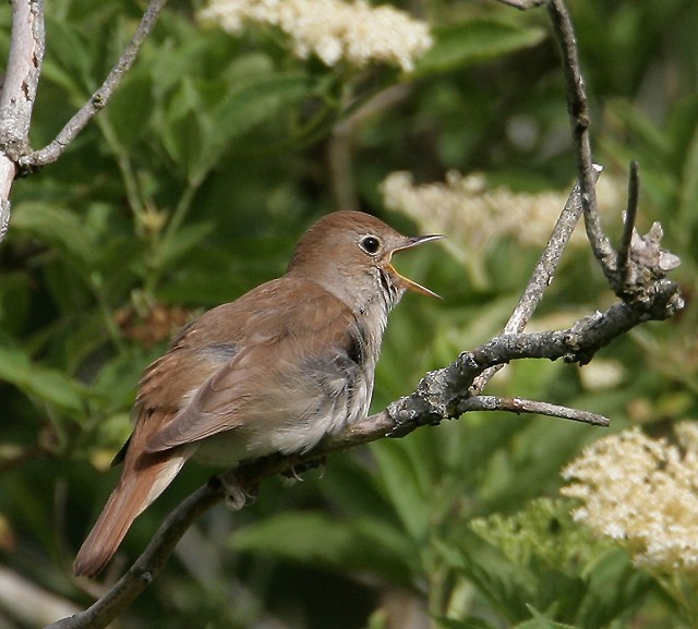 Common Nightingale by Dorian Mason - BirdGuides