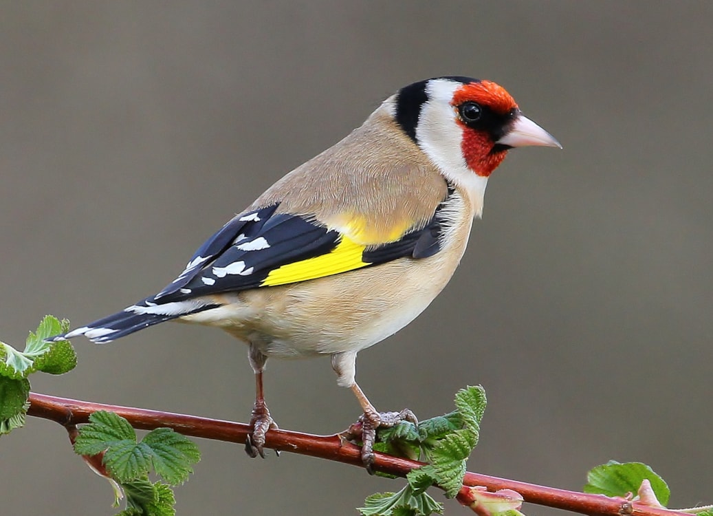 Goldfinch by Ann Collier - BirdGuides