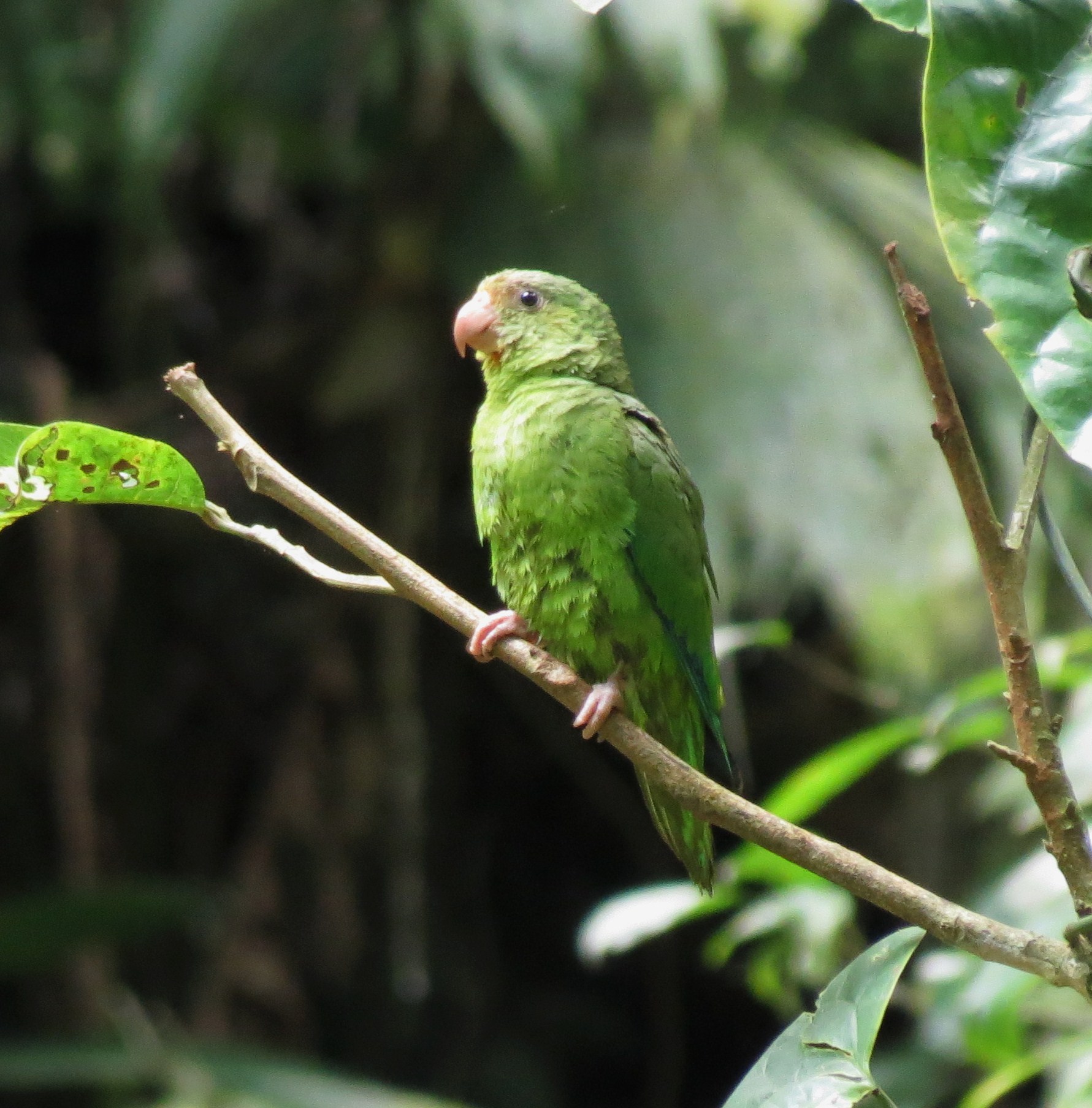 Details : Cobalt-winged Parakeet - BirdGuides