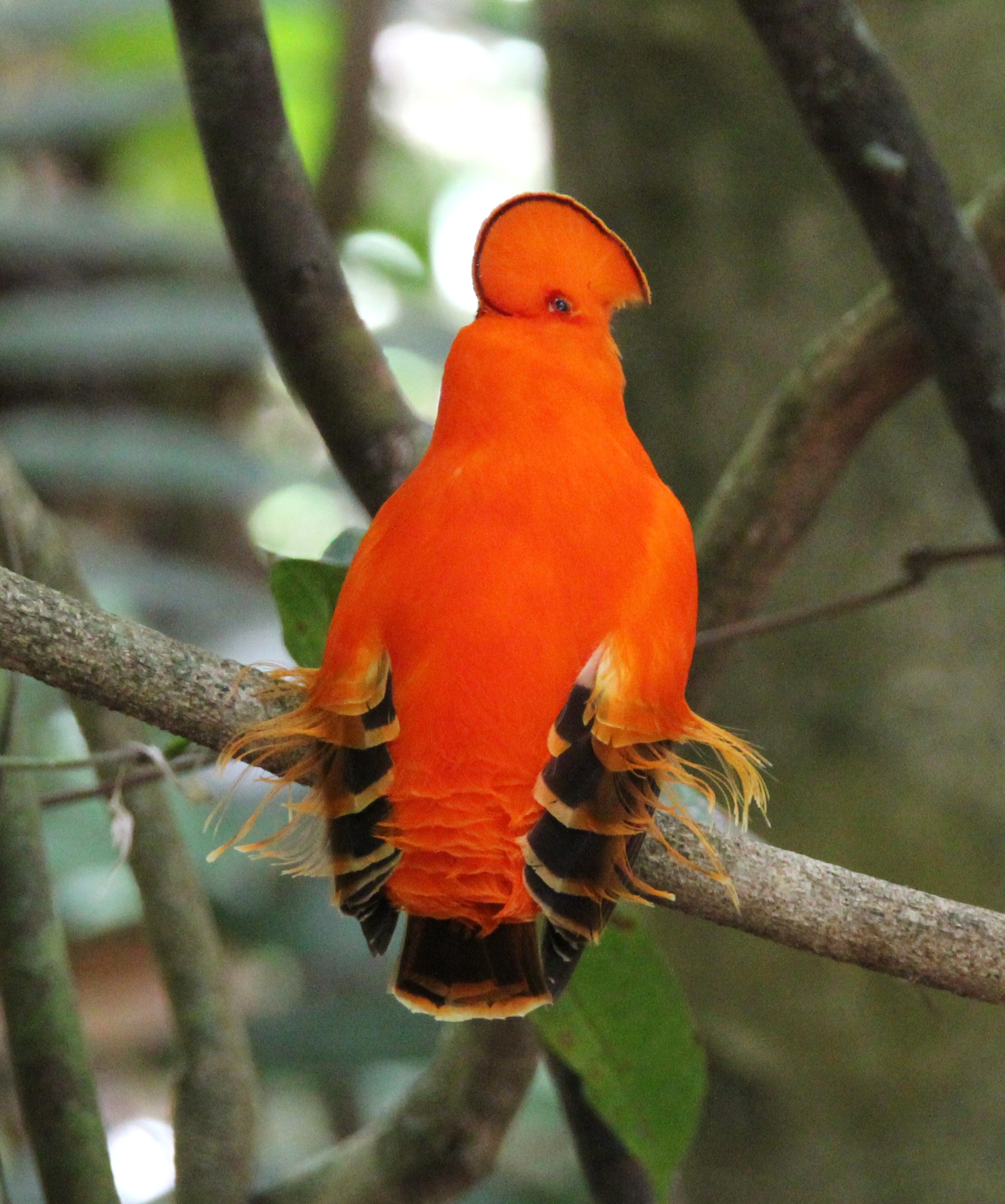 Details : Guianan Cock-of-the-rock - BirdGuides