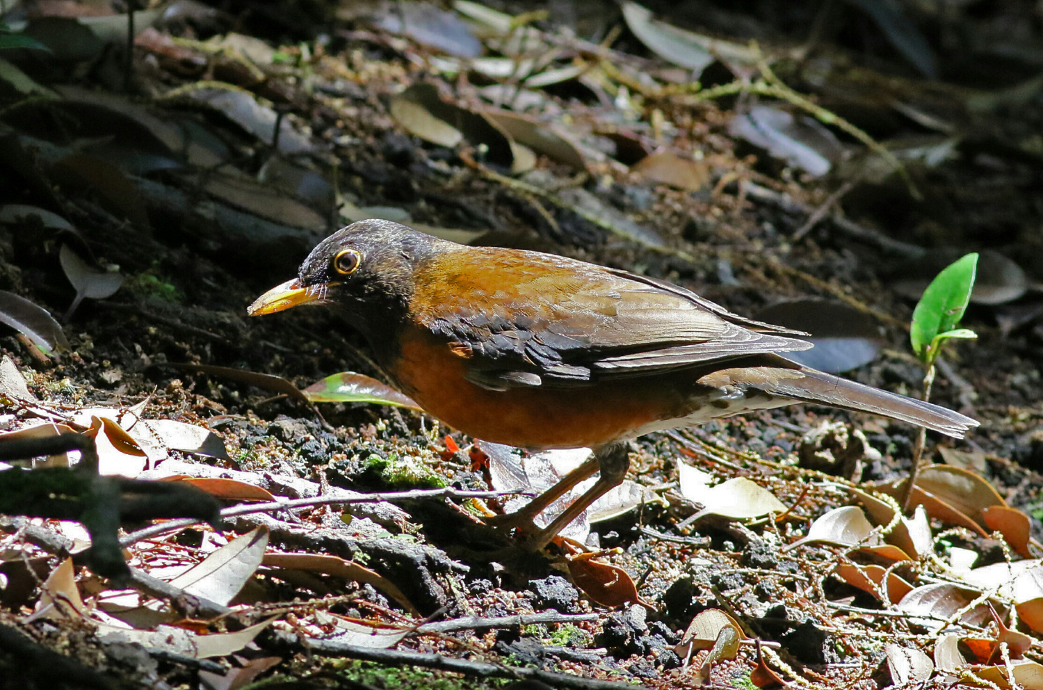 Details : Izu Thrush - BirdGuides