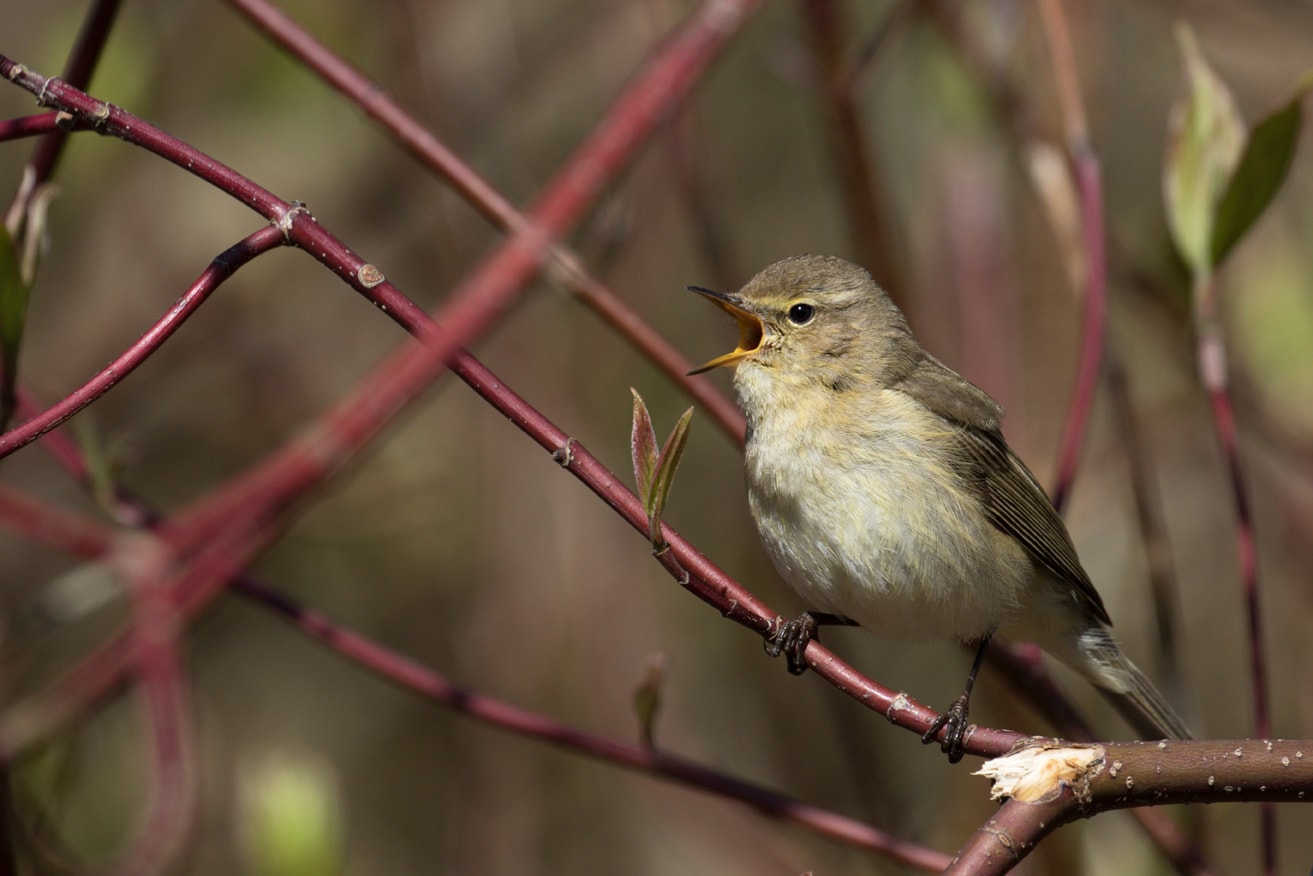Common Chiffchaff by Tim Mason - BirdGuides
