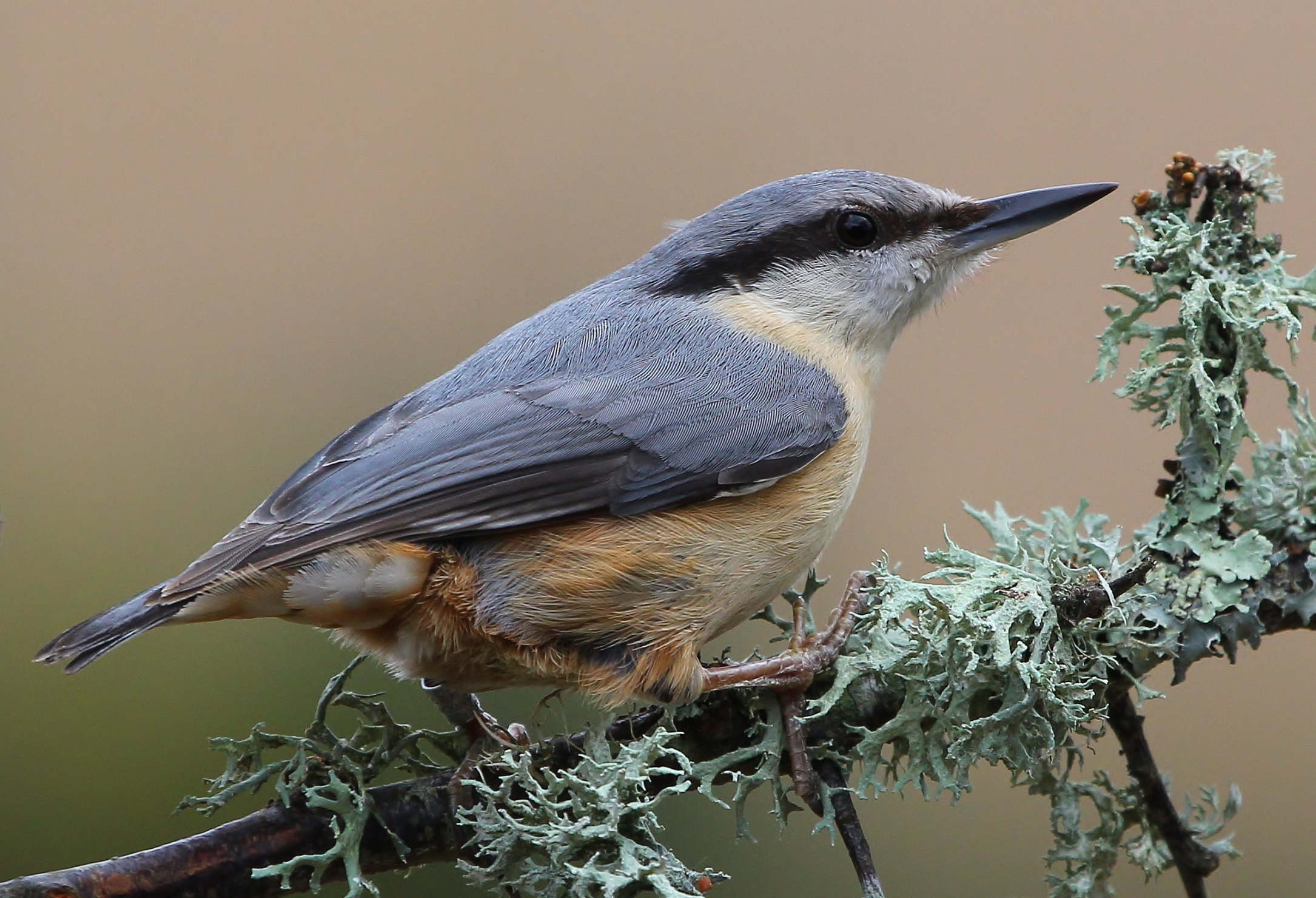 Details : Eurasian Nuthatch - BirdGuides