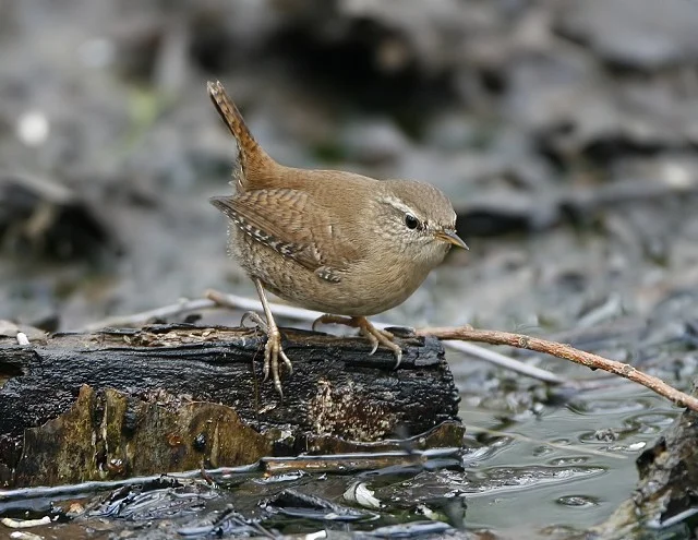Details : Eurasian Wren - BirdGuides