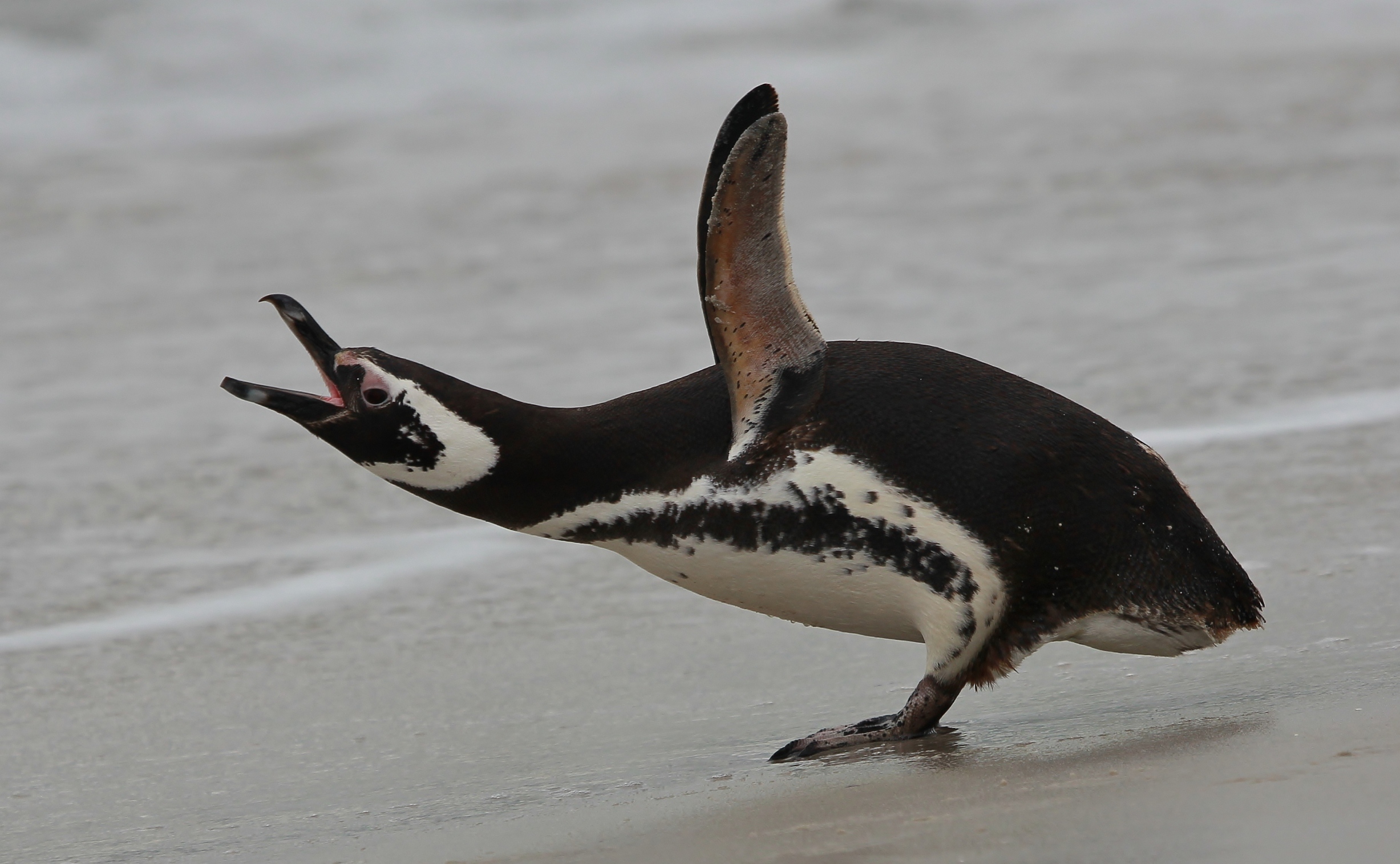 Details : Magellanic Penguin - BirdGuides