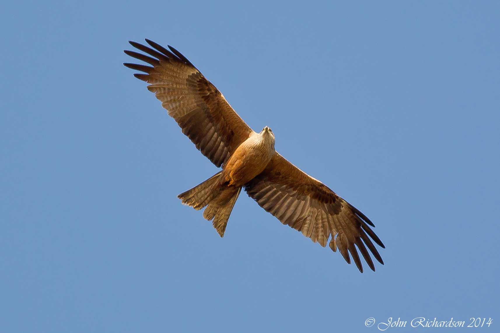 Low res shot but what is this bird? I had about 20 of them hovering ...