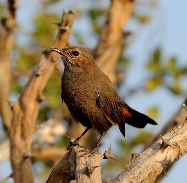 Details : Indian Robin - BirdGuides