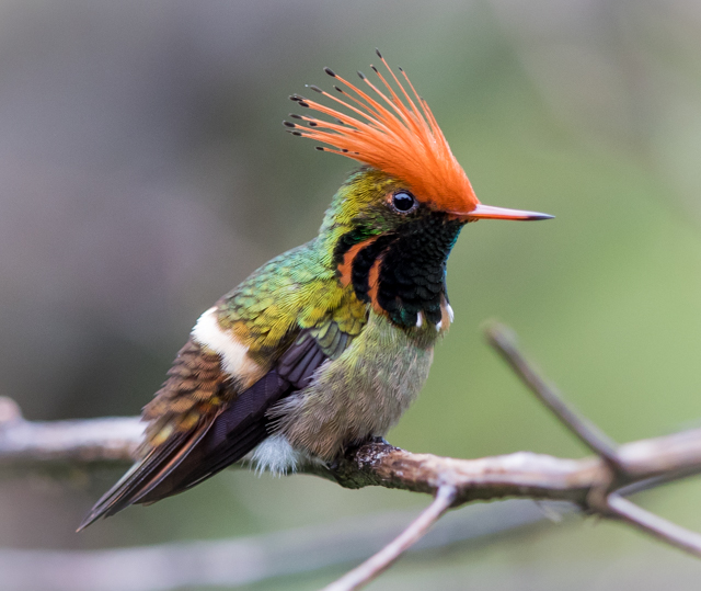 Details : Rufous-crested Coquette - BirdGuides