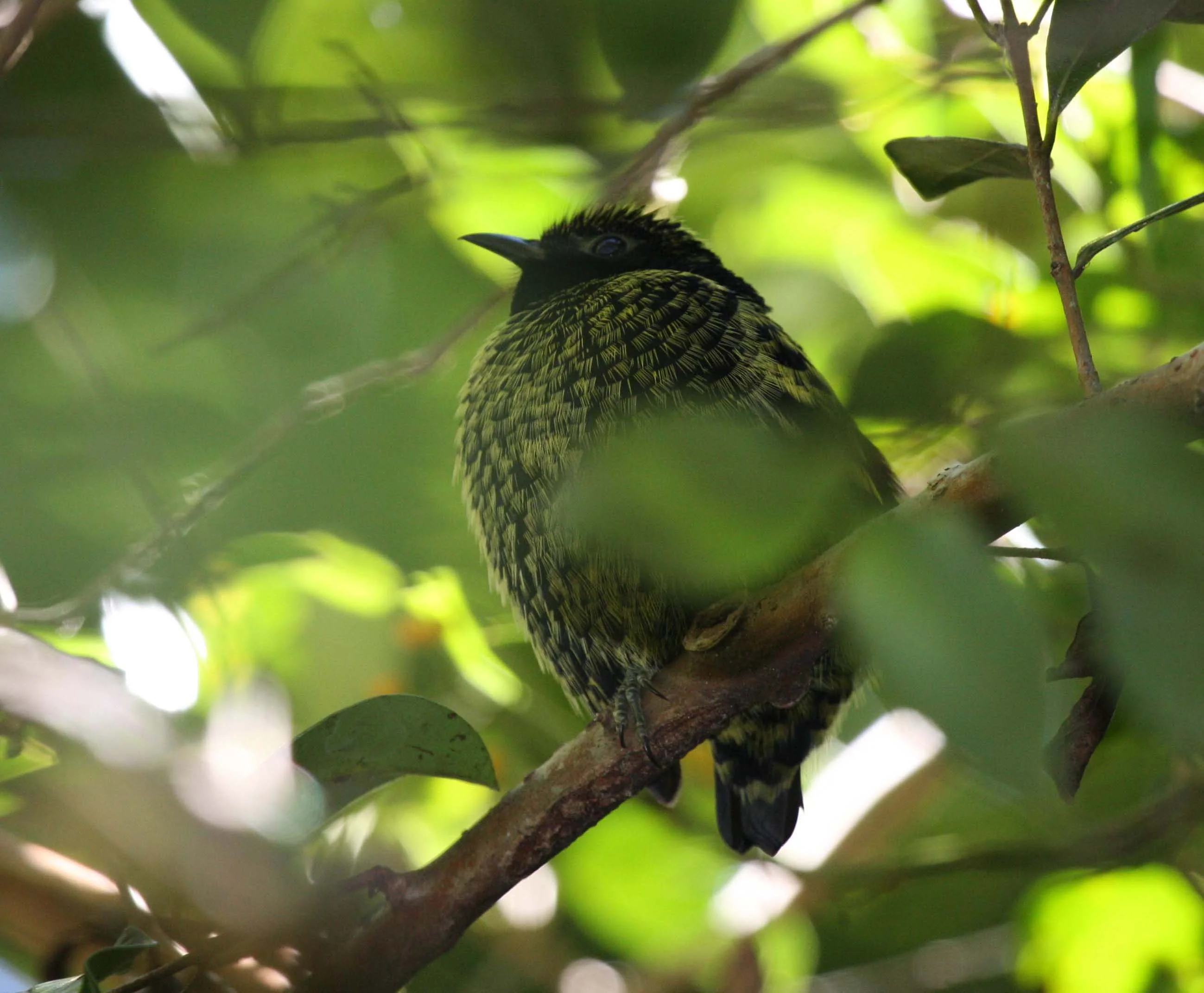 Details : Velvet Asity - BirdGuides