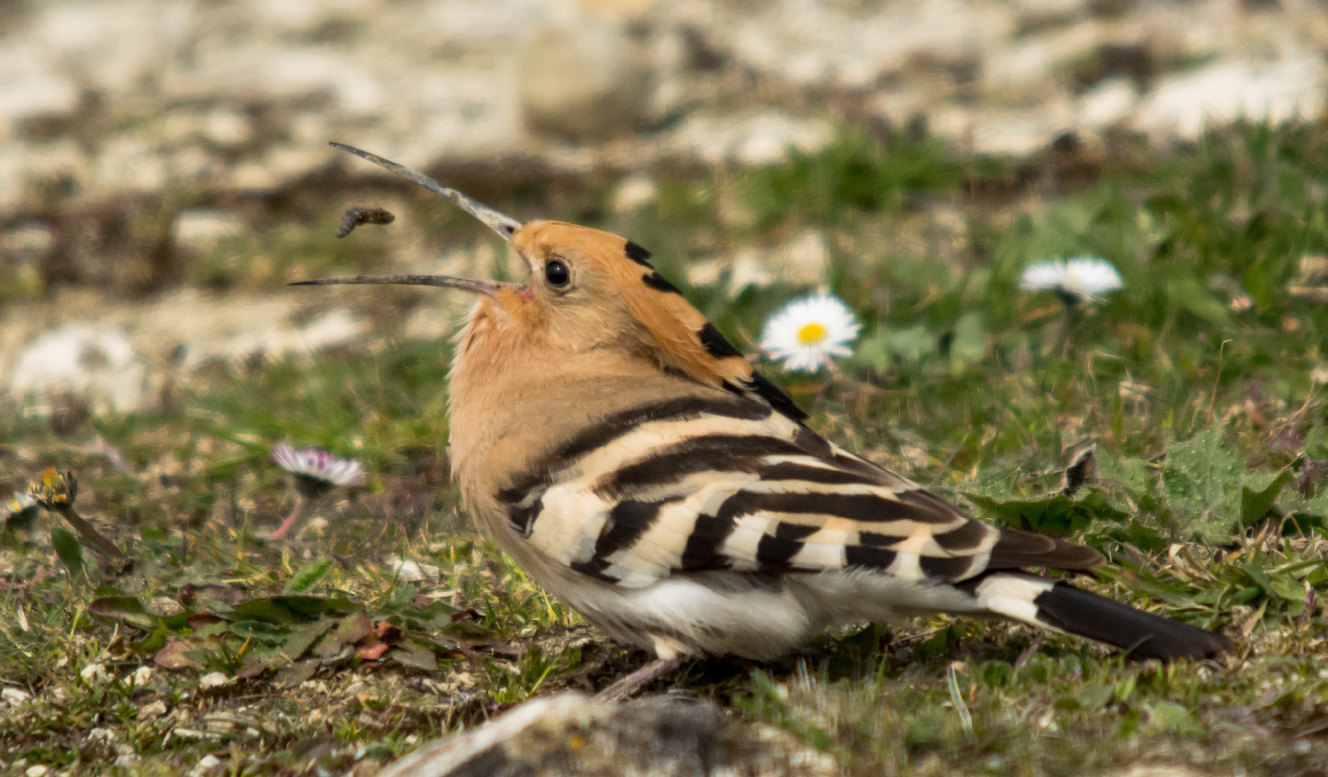 Bird of the Week: Hoopoe - BirdGuides