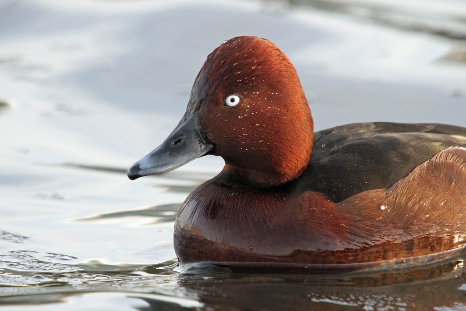 Ferruginous Duck by Jamie Sample - BirdGuides