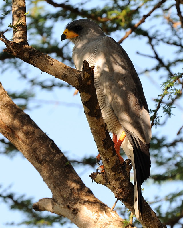 Details : Eastern Chanting Goshawk - BirdGuides